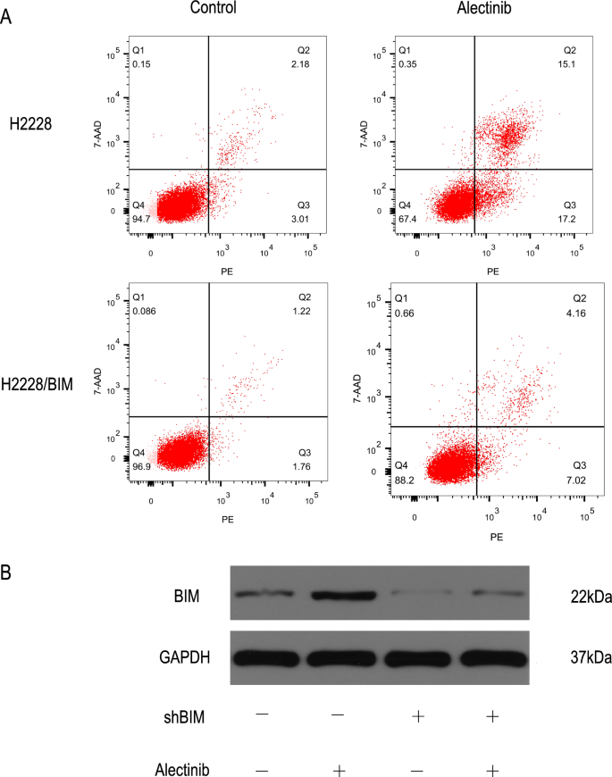 The role of BIM gene deletion in ALK-mutated Non-small cell lung cancer ...