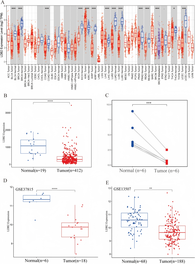 LDB2 is a novel diagnostic and prognostic biomarker and inhibits bladder cancer metastasis by ...