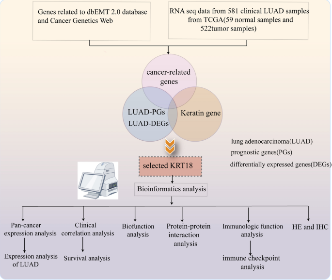 Comprehensive analysis of KRT18 as a novel prognostic biomarker and ...