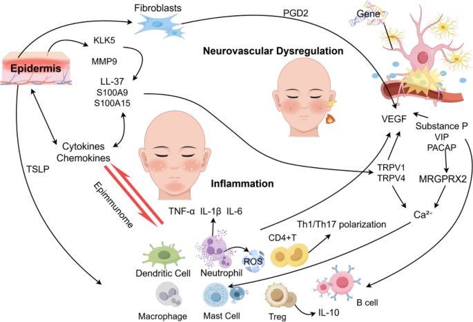 The role of skin barrier and immune abnormalities in the pathogenesis ...