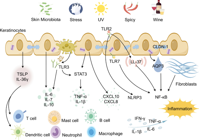 The role of skin barrier and immune abnormalities in the pathogenesis ...
