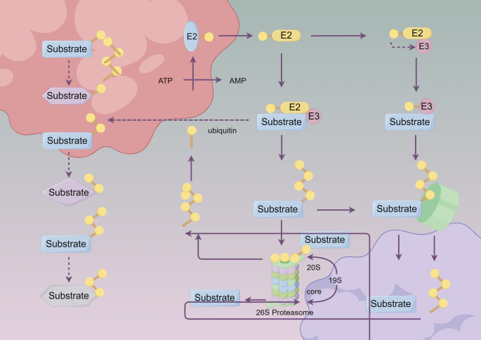 Research progress of DUB enzyme in breast cancer | Clinical and ...