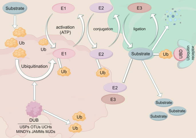 Research progress of DUB enzyme in breast cancer | Clinical and ...