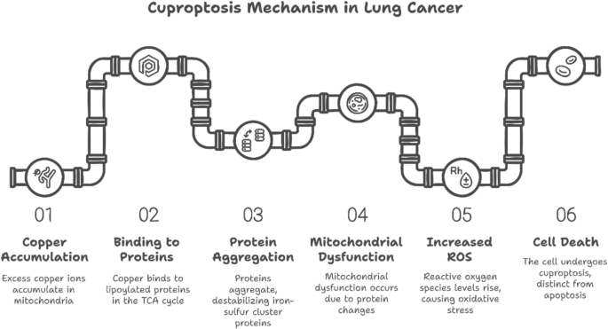 Cuproptosis in lung cancer: a nexus of ncRNA regulation, epigenetics ...