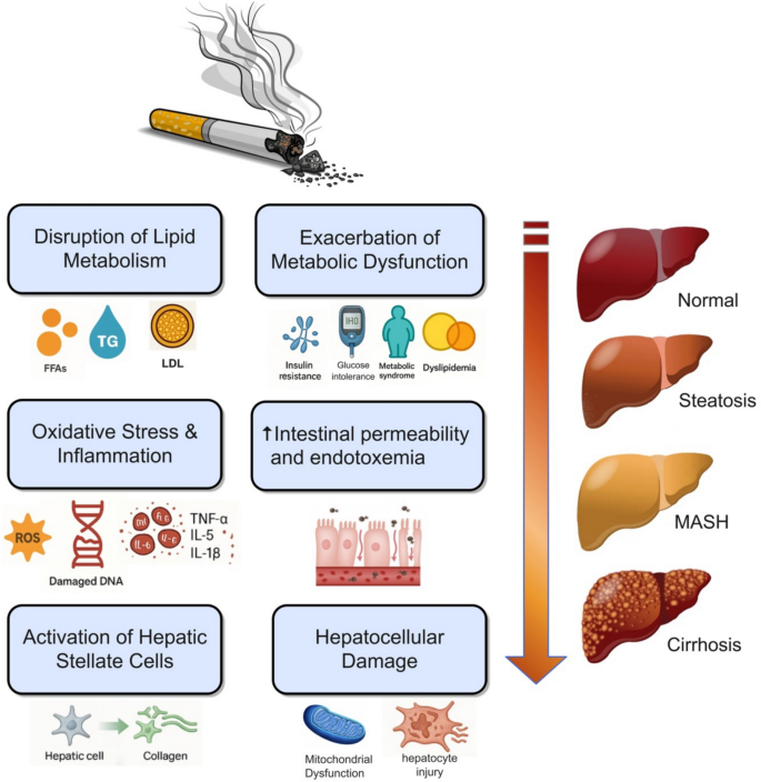Smoking and liver diseases: an updated review of pathogenesis ...