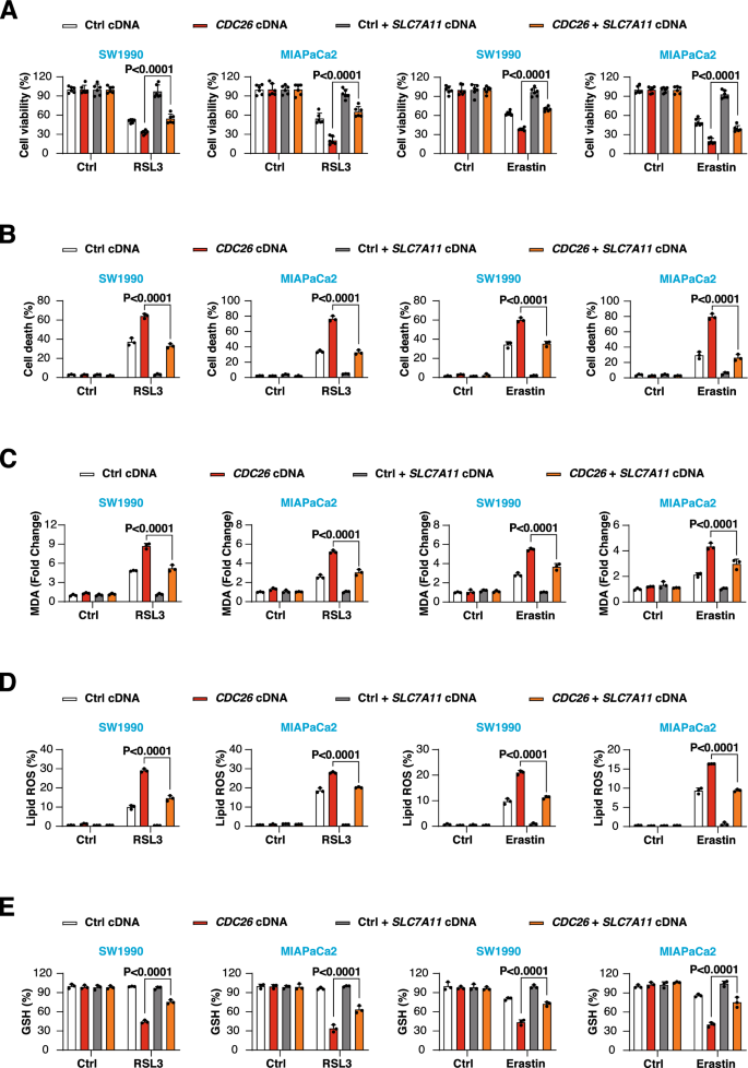 CDC26 facilitates ferroptosis through SLC7A11 degradation and cell ...