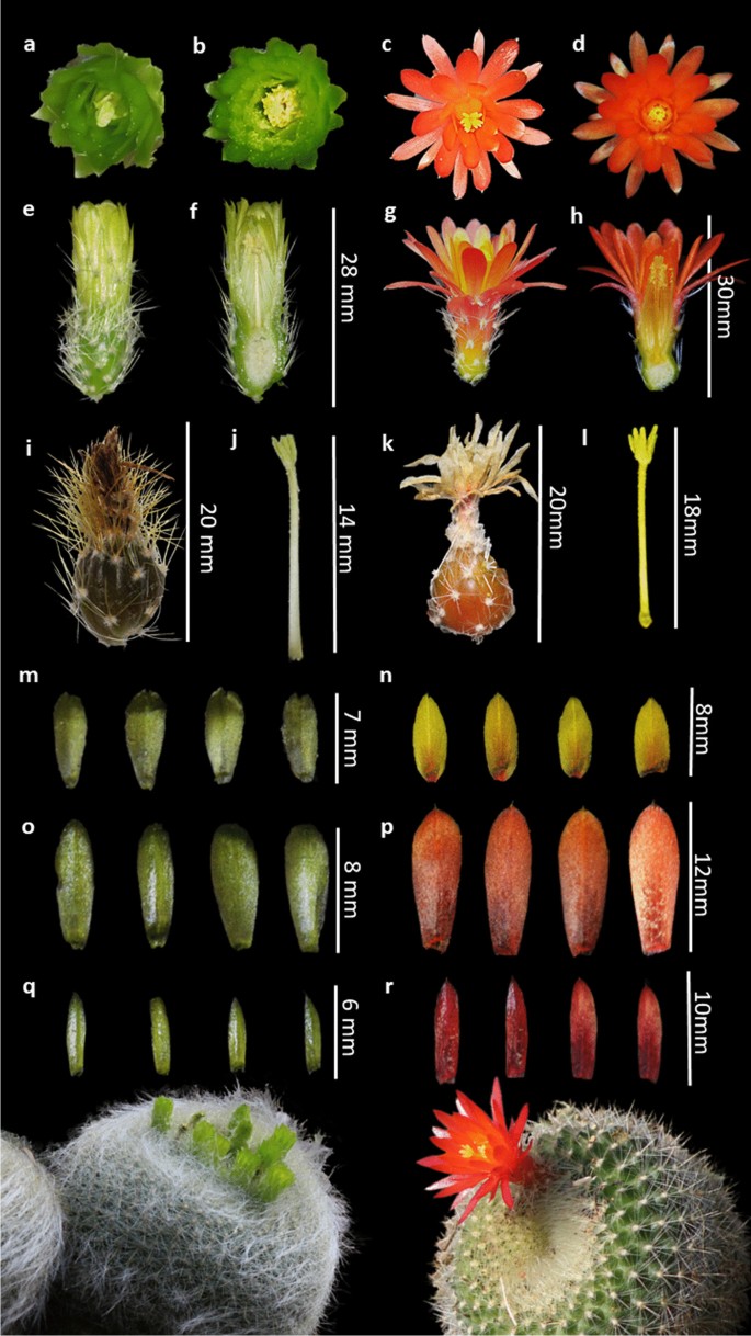Reproductive biology as a tool to elucidate taxonomic delimitation: How ...