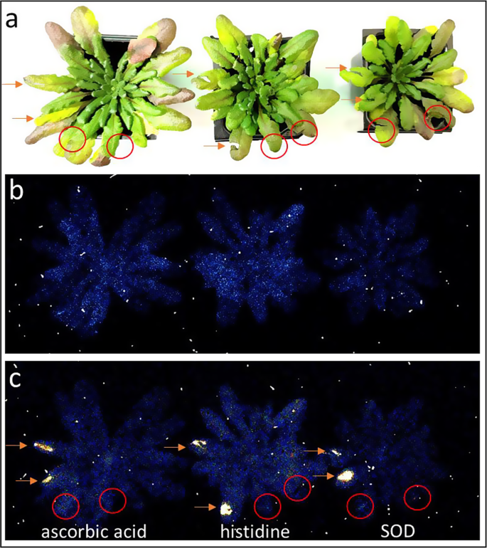 Application of ultra-weak photon emission imaging in plant stress ...