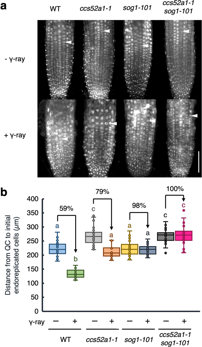 SUPPRESOR OF GAMMA RESPONSE 1 promotes early onset of endoreplication ...
