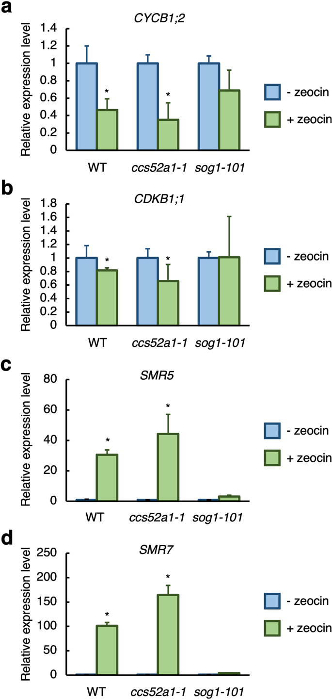 SUPPRESOR OF GAMMA RESPONSE 1 promotes early onset of endoreplication ...
