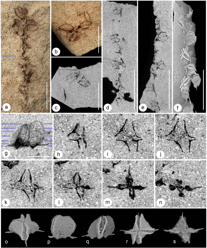 Tetracentron (Trochodendraceae) in the Paleocene and Miocene of western ...