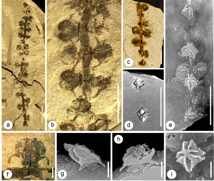 Tetracentron (Trochodendraceae) in the Paleocene and Miocene of western ...
