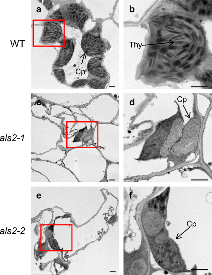 ALS2, encoding a plastid 50 S ribosomal protein L5, is essential for ...