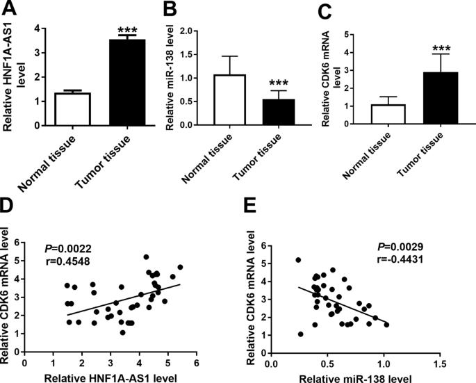 HNF1A-AS1 promotes oral squamous cell carcinoma progression via ...