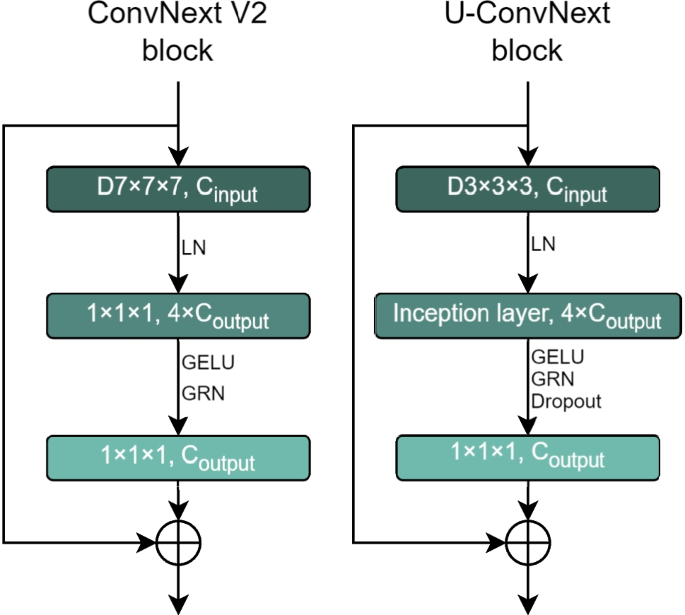 U-ConvNext: A Robust Approach to Glioma Segmentation in Intraoperative ...