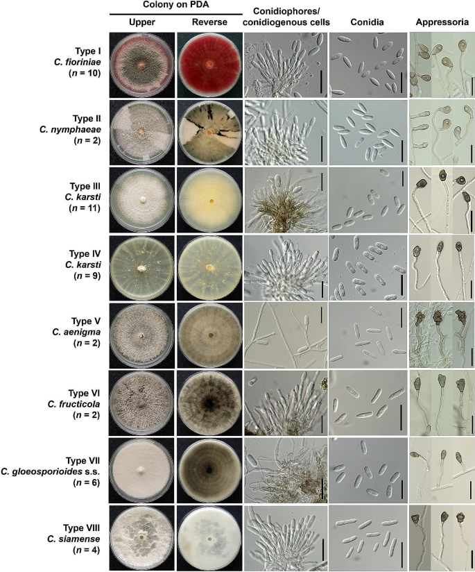 Colletotrichum species associated with loquat anthracnose in Kagawa and ...