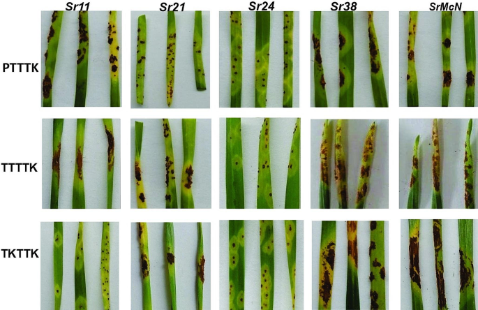 Virulence analysis of wheat stem rust isolates (Puccinia graminis f. sp ...