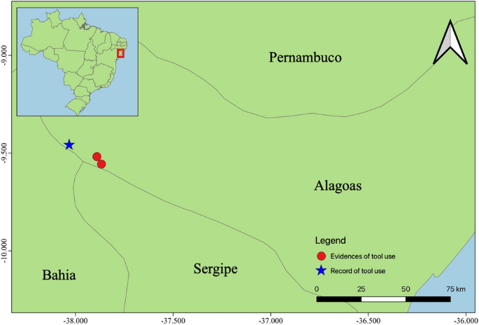 A new addition to the toolbox: stone tool use in blonde capuchin ...