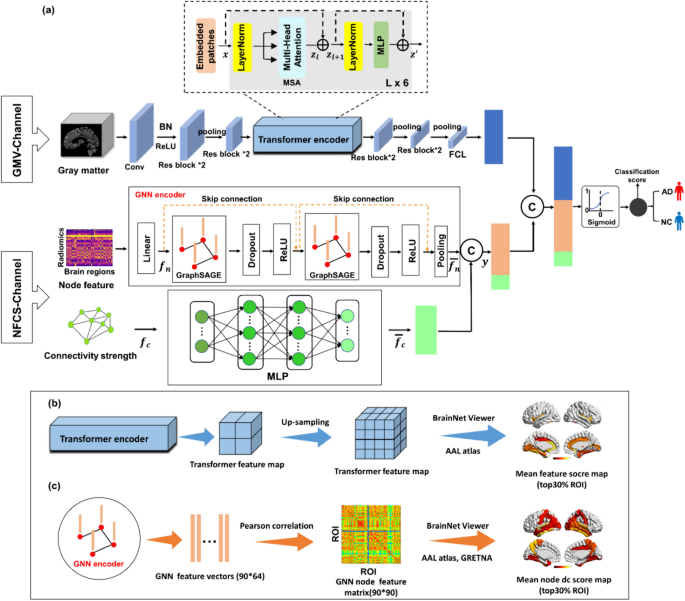 s2MRI-ADNet: an interpretable deep learning framework integrating Euclidean-graph ...