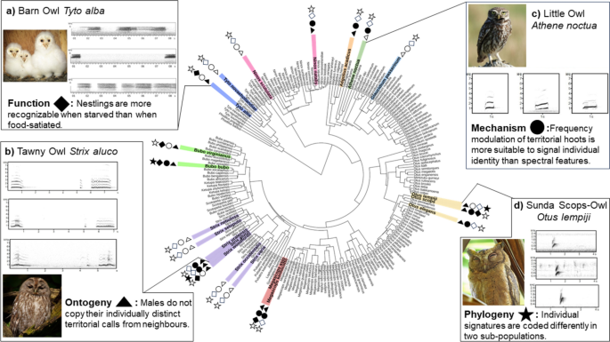 Vocal individuality in owls: a taxon-wide review in the context of ...