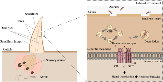 Aromatic plant–insect dynamics: molecular insights for advancing pest ...