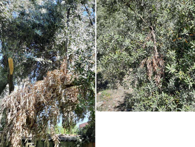 Identification and Characterization of Leaf Blight Caused by ...