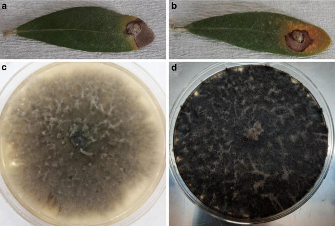Identification and Characterization of Leaf Blight Caused by ...