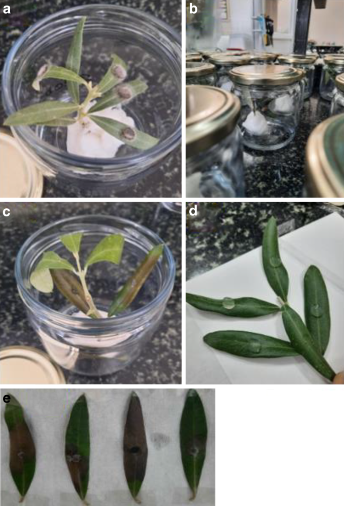 Identification and Characterization of Leaf Blight Caused by ...