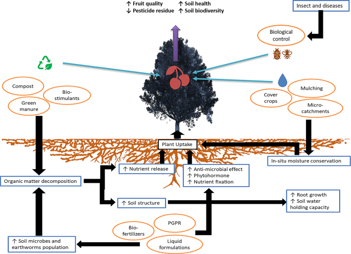 A Comprehensive Review of Organic Soil Management in Stone Fruit ...