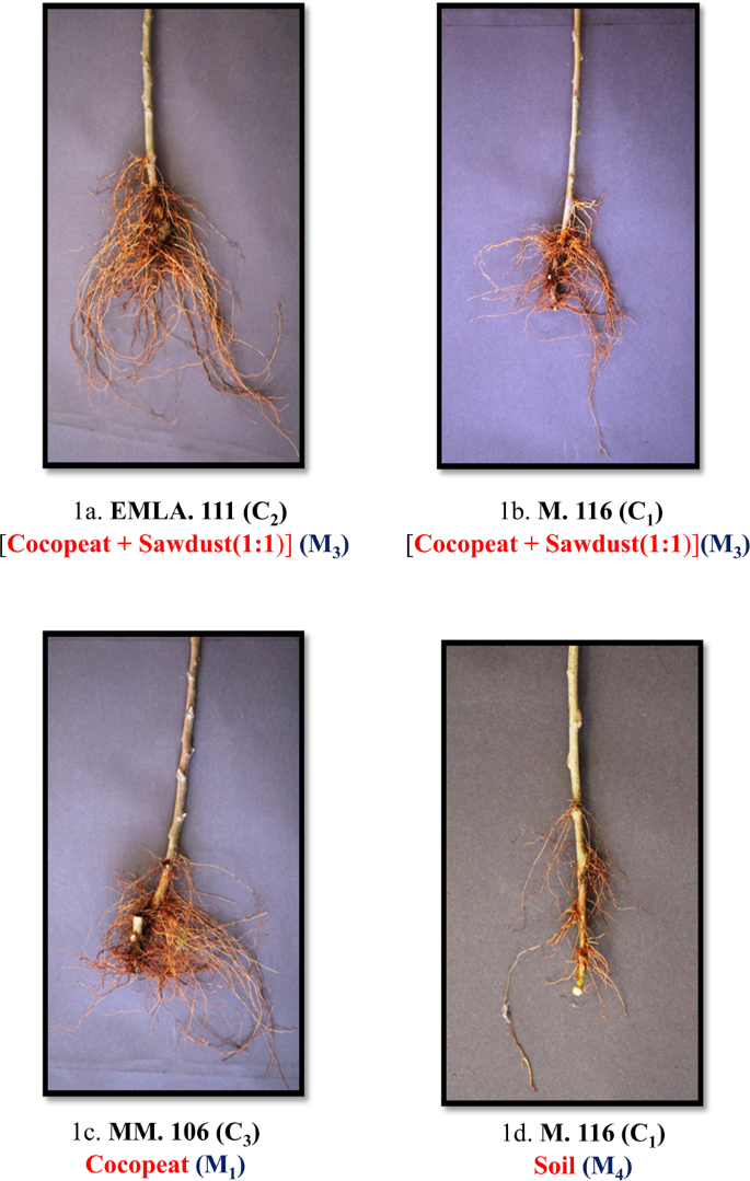 Adventitious Root Induction in Apple (Malus × domestica Borkh.) Clonal ...