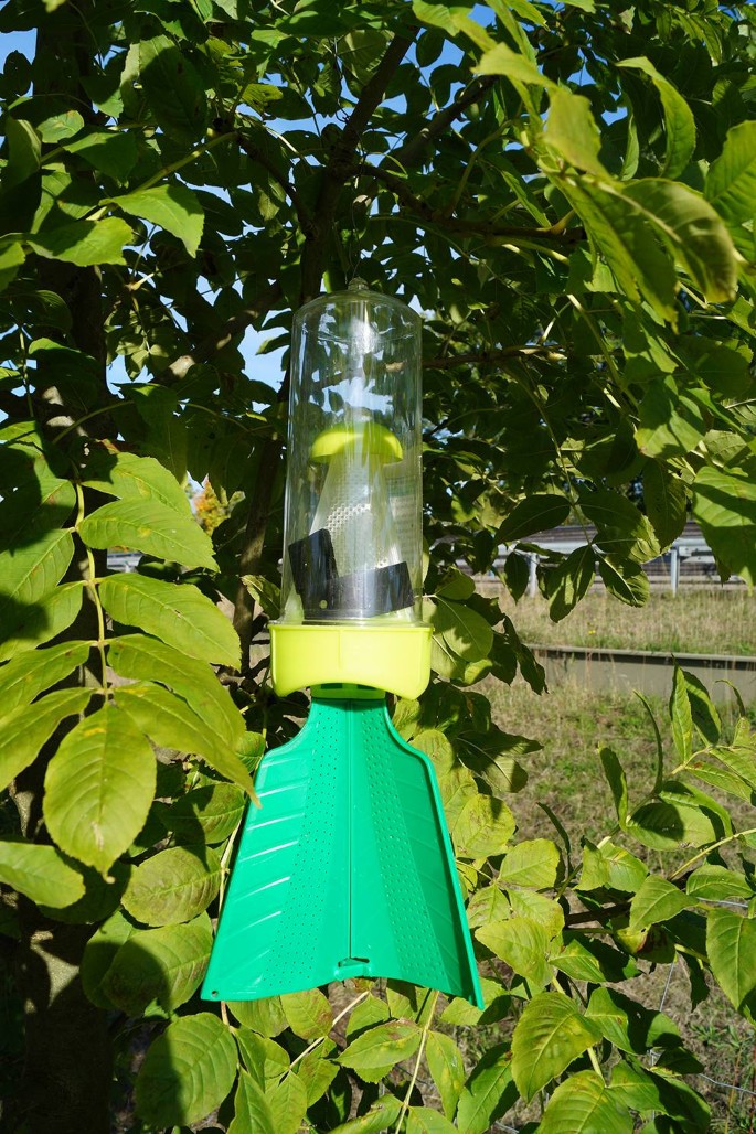 Halyomorpha halys Arrives in the Lower Elbe Region While Its Egg ...
