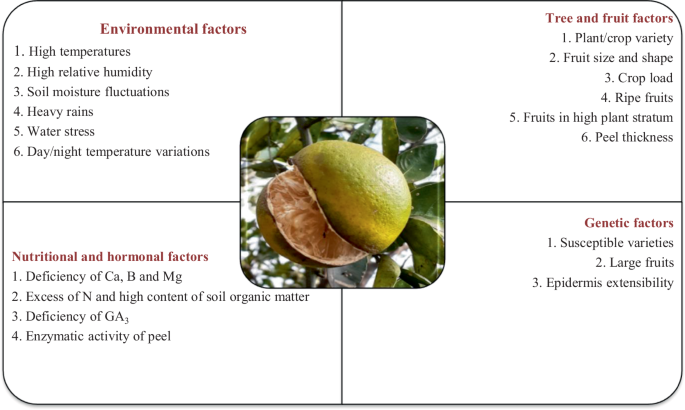 Fruit Splitting in ‘Daisy’ Mandarin: Causes, Impacts, and Management ...