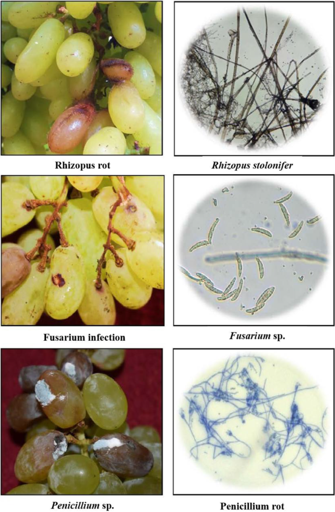 Storage and Quality of Ozone-Fumigated ‘Manik Chaman’ Table Grapes: A ...