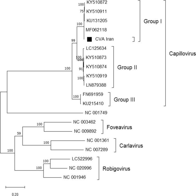 Complete Genome Characterization of an Iranian Isolate of Cherry Virus ...