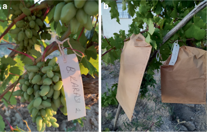 Preharvest Bagging Influences Berry Quality and Phenolic Composition in ...