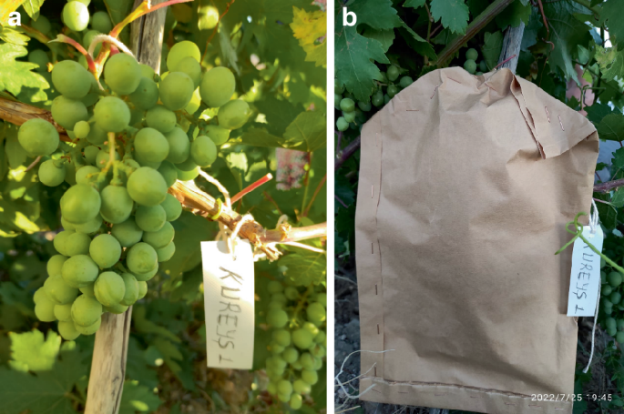 Preharvest Bagging Influences Berry Quality and Phenolic Composition in ...