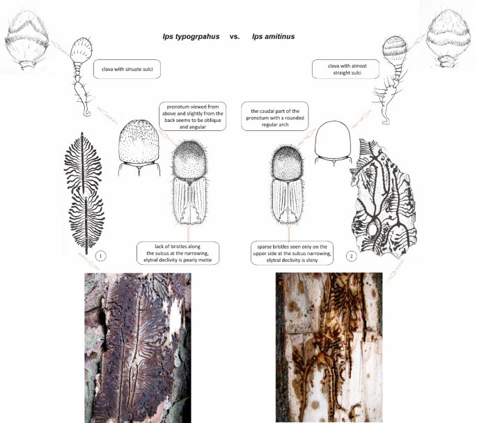 Competing or commensal species? On the occurrence of bark beetles in ...