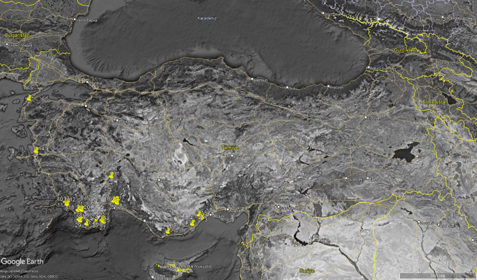 The New Pest, the Mediterranean Tomato Gall Midge, (Lasioptera ...