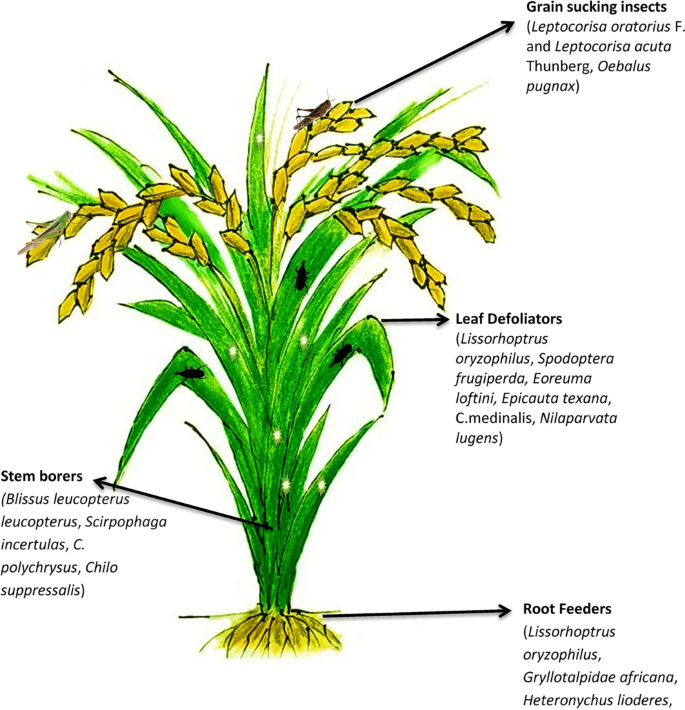 DsRNA-based Spray Formulations to Control Pest Infestations in Rice ...