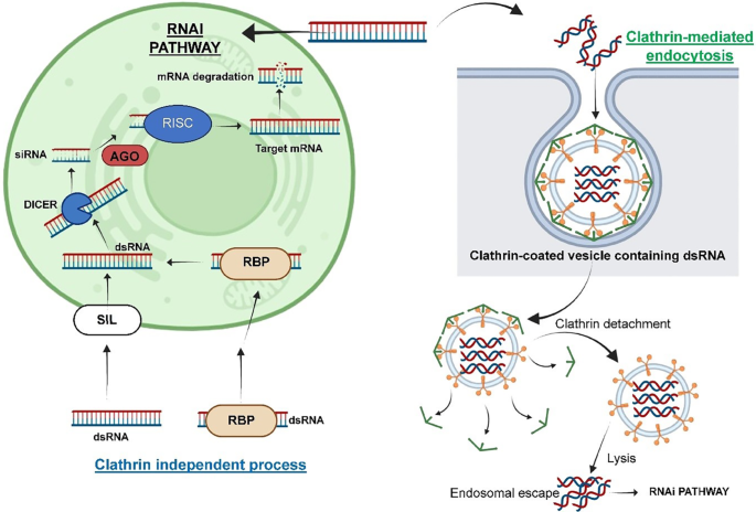 DsRNA-based Spray Formulations to Control Pest Infestations in Rice ...