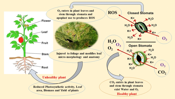 Tropospheric Ozone and Its Effect On Crops: in Perspective to Indian ...