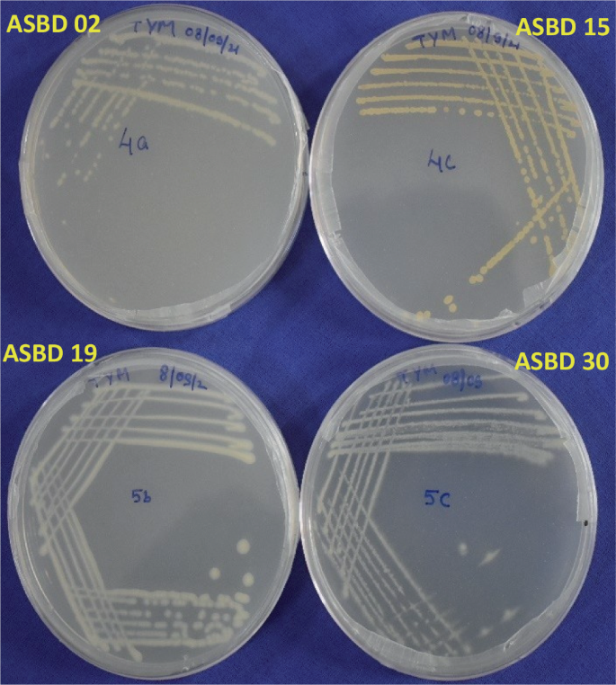 Drought-Adapted Rhizospheric Leucobacter komagatae from Sugarcane ...