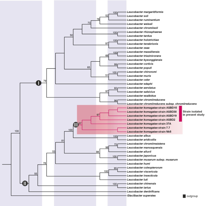 Drought-Adapted Rhizospheric Leucobacter komagatae from Sugarcane ...
