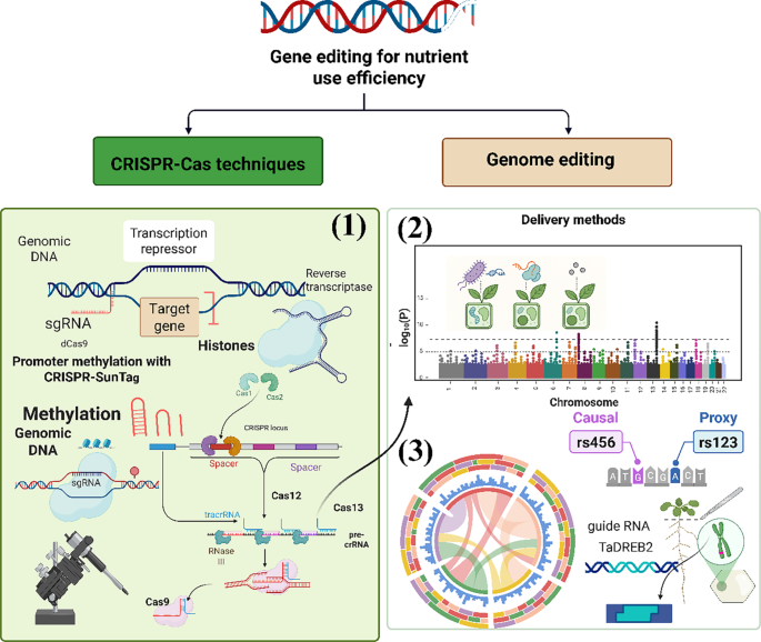 Precision Rewiring of Stress-Responsive Gene Networks Via CRISPR ...