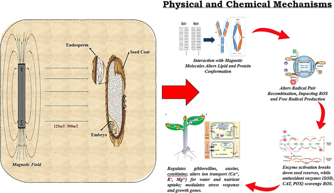 Magneto-priming for Rice: Mechanisms, Agronomic Benefits, and ...