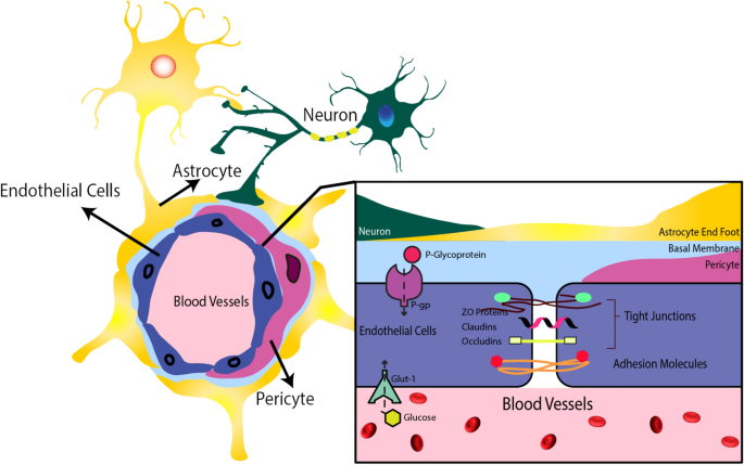 Advances in modeling permeability and selectivity of the blood-brain barrier using microfluidics ...