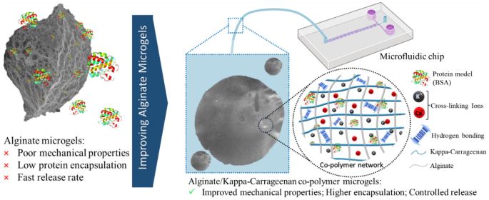 Microfluidic synthesis of alginate co-polymeric microgels for enhanced ...