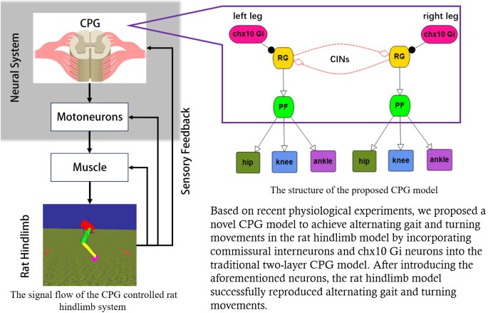 A novel central pattern generator model for gait movements of rat ...