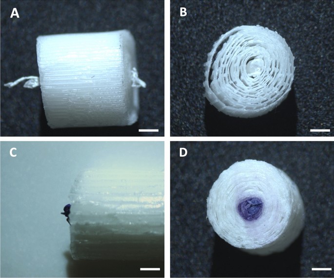 Growth Factor-Free Engineered Biphasic Scaffold for Enhanced Bone ...