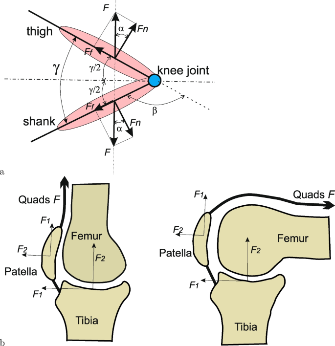 Biomechanical Analysis of the Effects of Knee Savers on Knee Joint ...